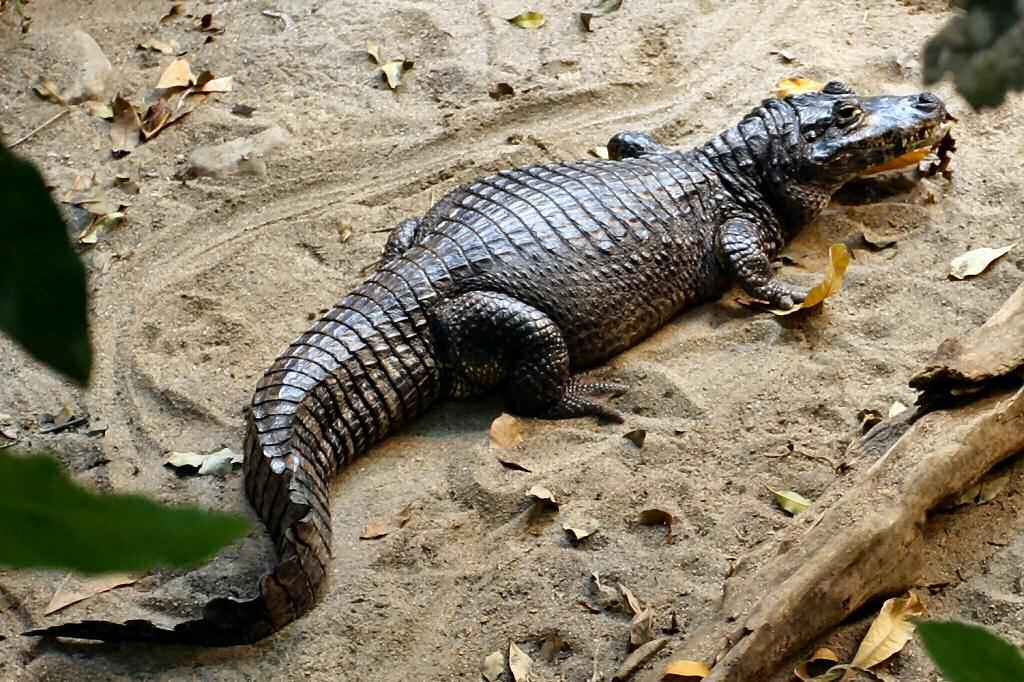Caimà al Biodôme | Un xic de llum